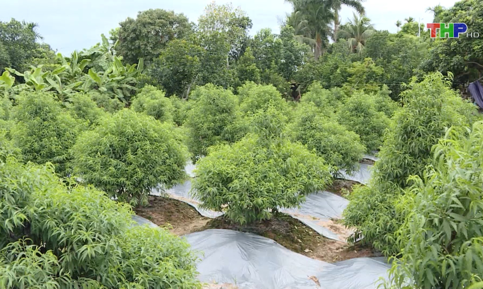 Hiệu quả mô hình trồng hoa đào Tết - Đài Phát thanh và Truyền hình Hải ...