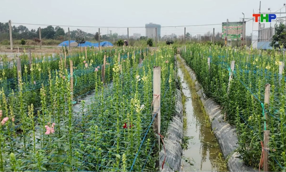 10 phút vàng (14/04/2025) - Báo và Phát thanh, truyền hình Hải Phòng